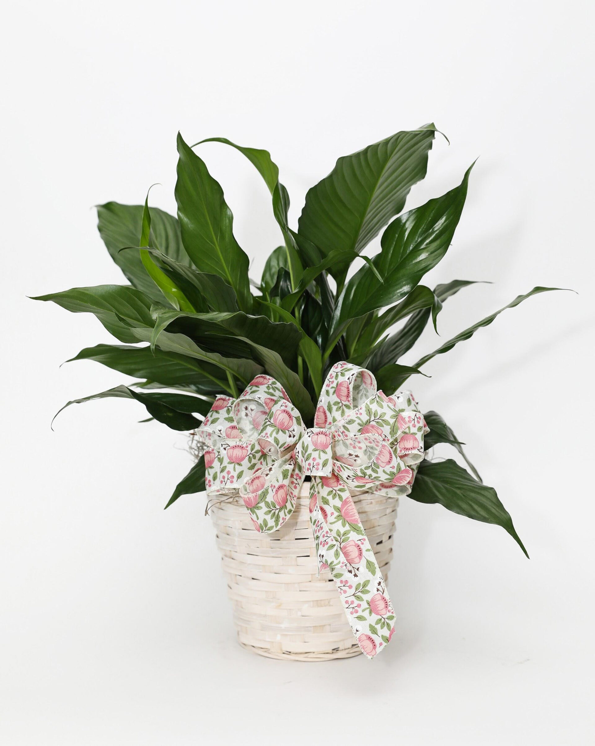 Peace Lily - Greco-Hertnick Funeral Home and Cremation Service - Weirton WV