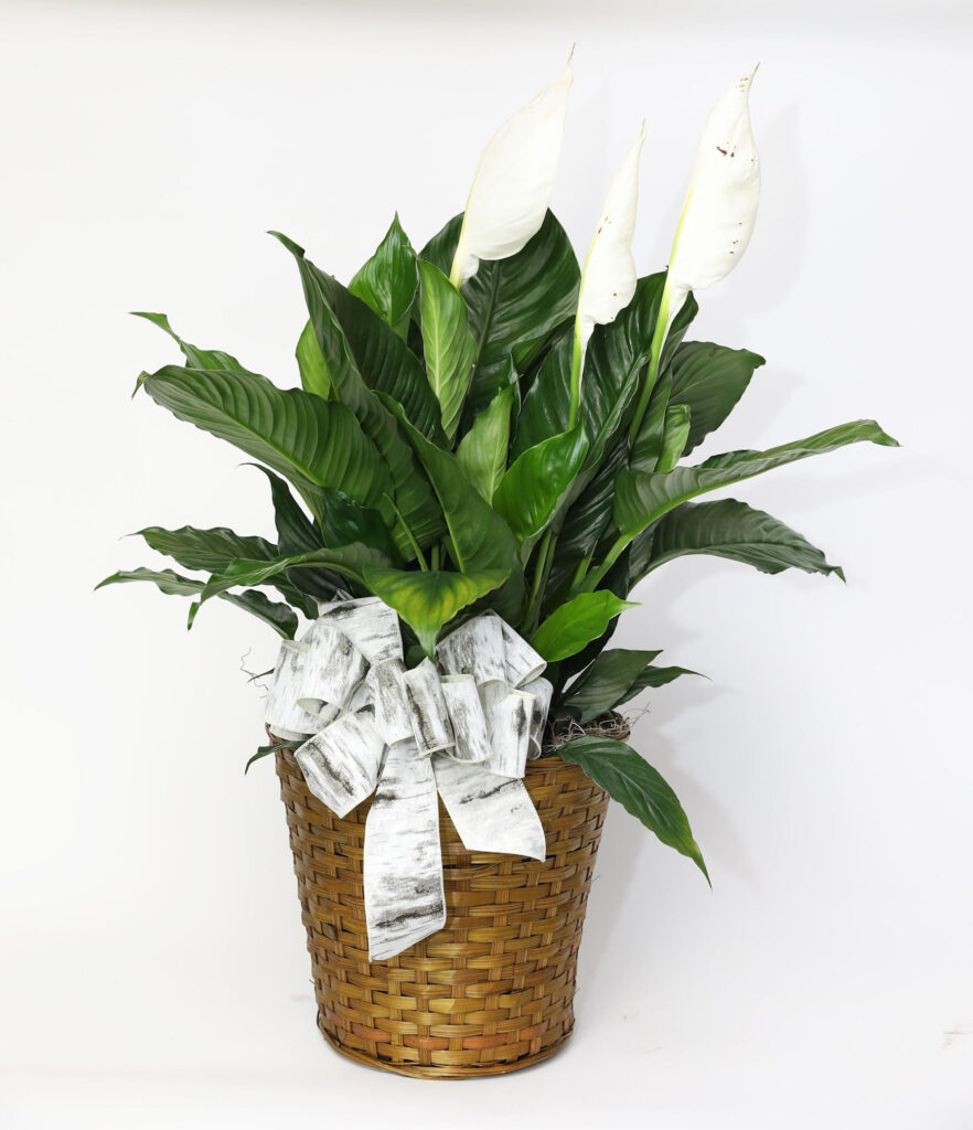 Peace Lily - Greco-Hertnick Funeral Home and Cremation Service - Weirton WV